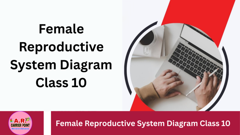 Female Reproductive System Diagram Class 10 - AR Carrier Point