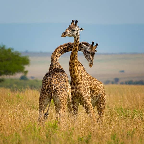 Nairobi Wonders and Mara Majesty: A Kenyan Dream
