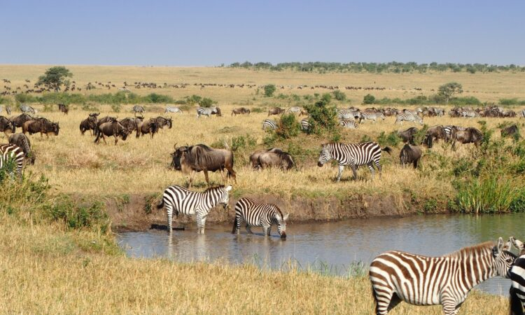Nairobi Wonders and Mara Majesty: A Kenyan Dream